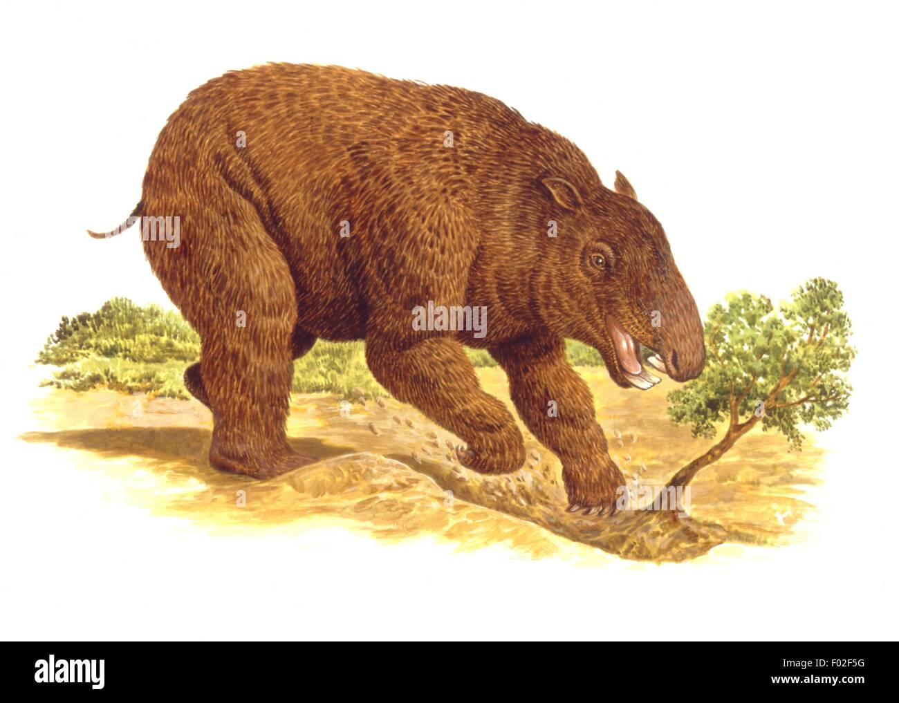 Palaeozoology - Pleistocene period - Extinct mammals, giant marsupials ...