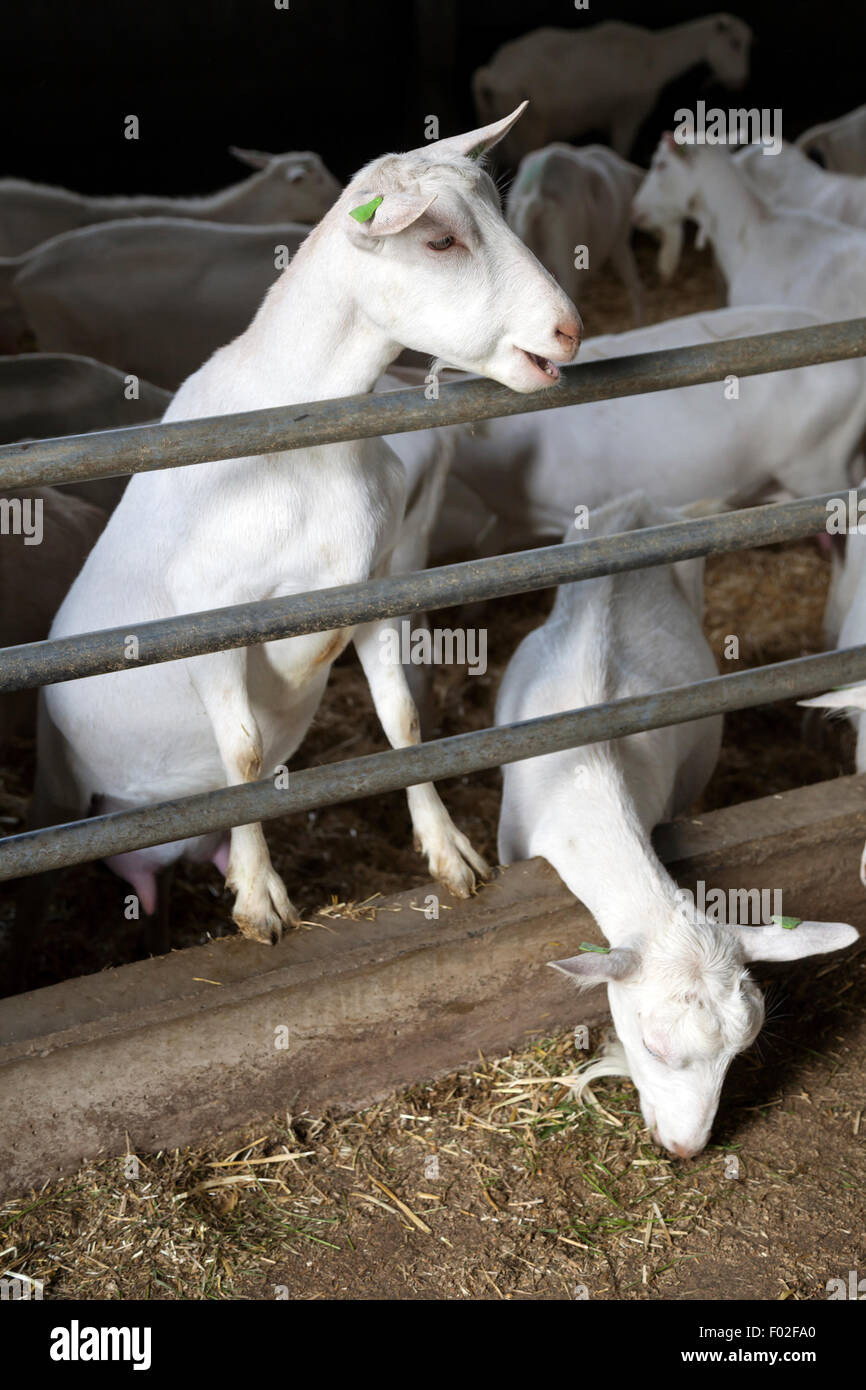 Domestic goat looking over fence hi-res stock photography and images ...