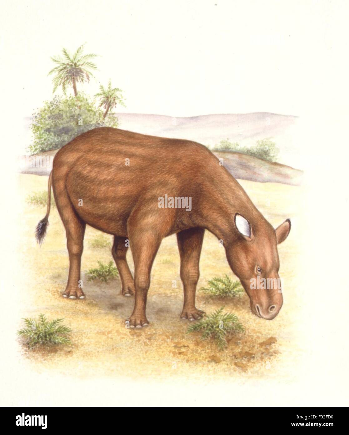 History geology palaeozoology eocene hi-res stock photography and ...