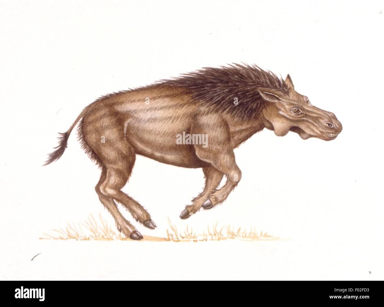 Palaeozoology - Pliocene/Pleistocene period - Extinct mammals ...