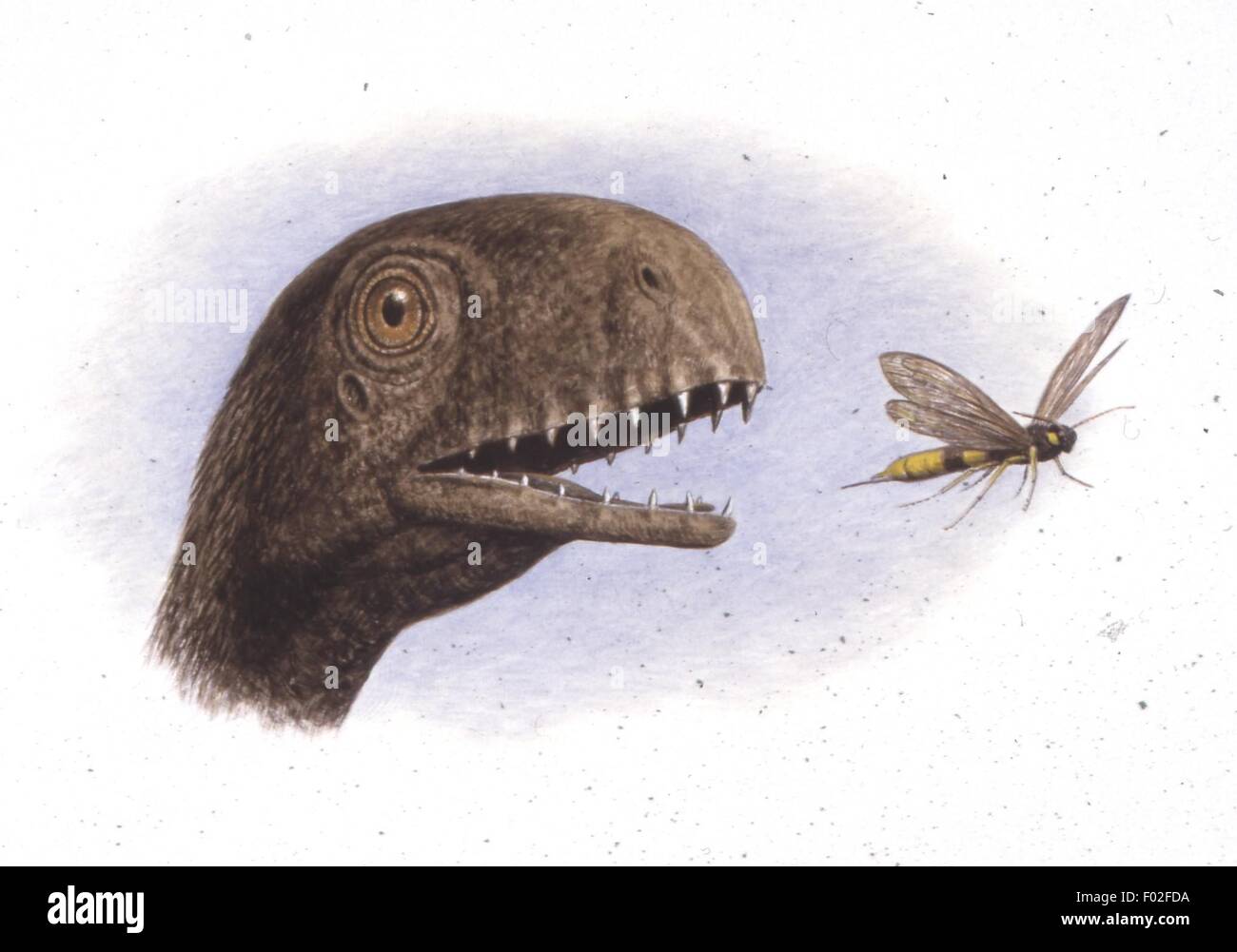 Jurassic insect Cut Out Stock Images & Pictures - Alamy