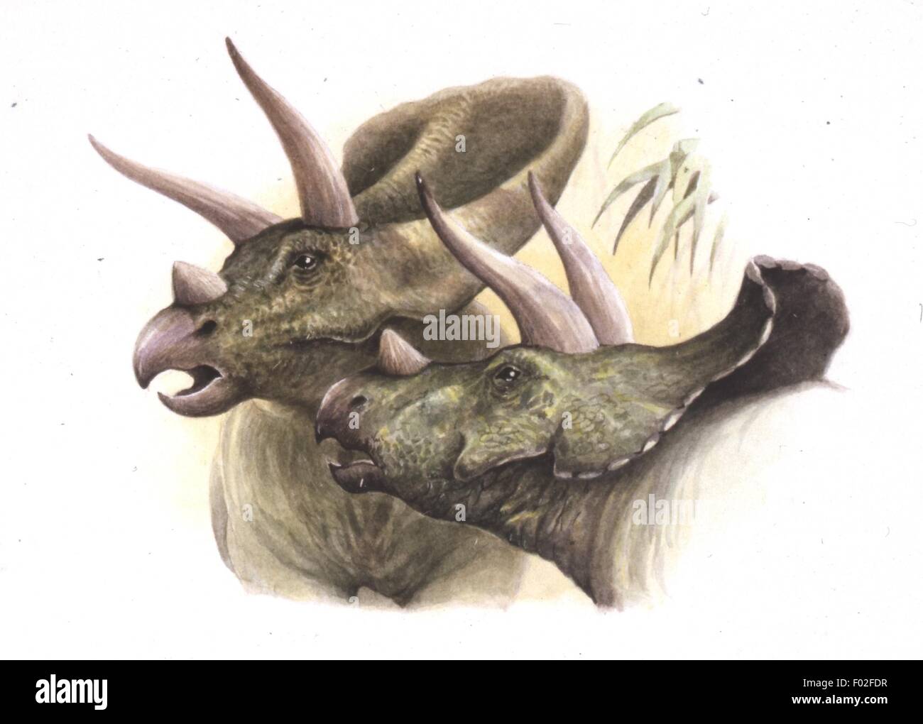 Palaeozoology - Cretaceous period - Dinosaurs - A pair of Torosaurus ...