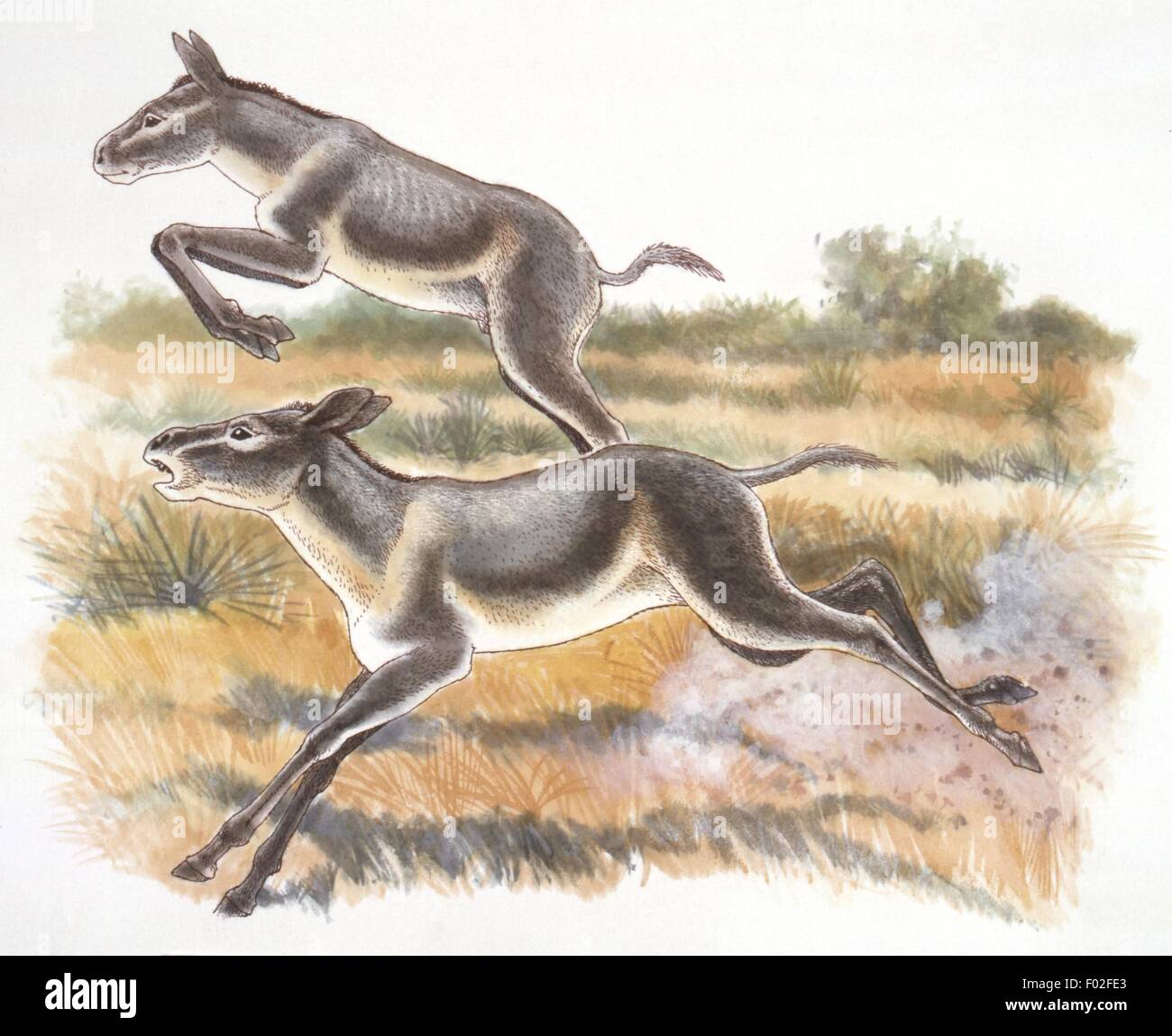 Palaeozoology - Miocene period - Extinct mammals - Proterotheriids - A ...