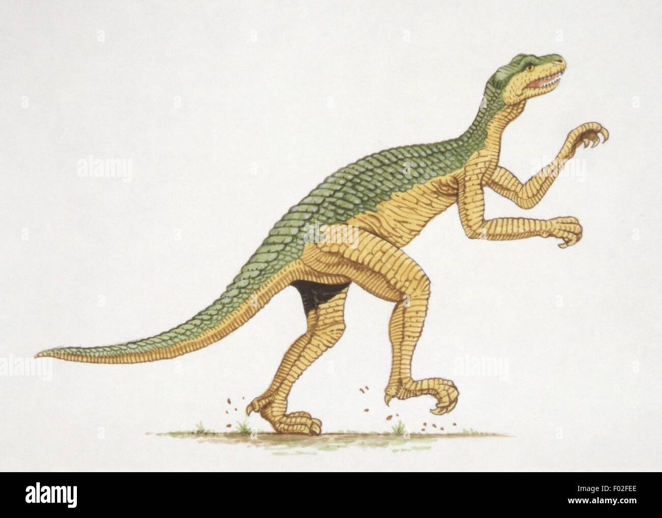 Microvenator hi-res stock photography and images - Alamy