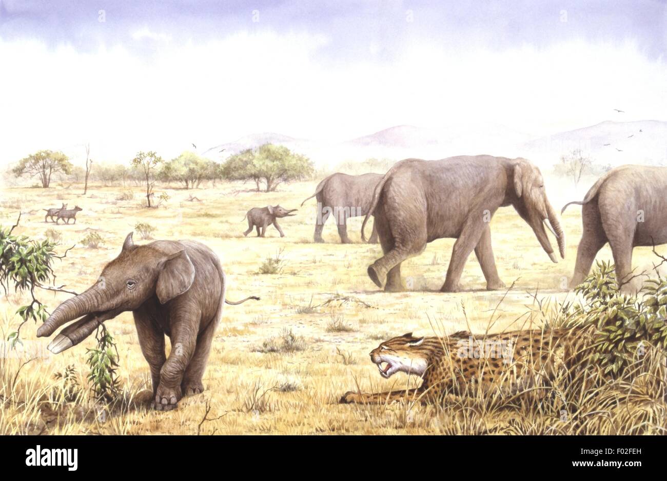 Proboscideans High Resolution Stock Photography and Images - Alamy