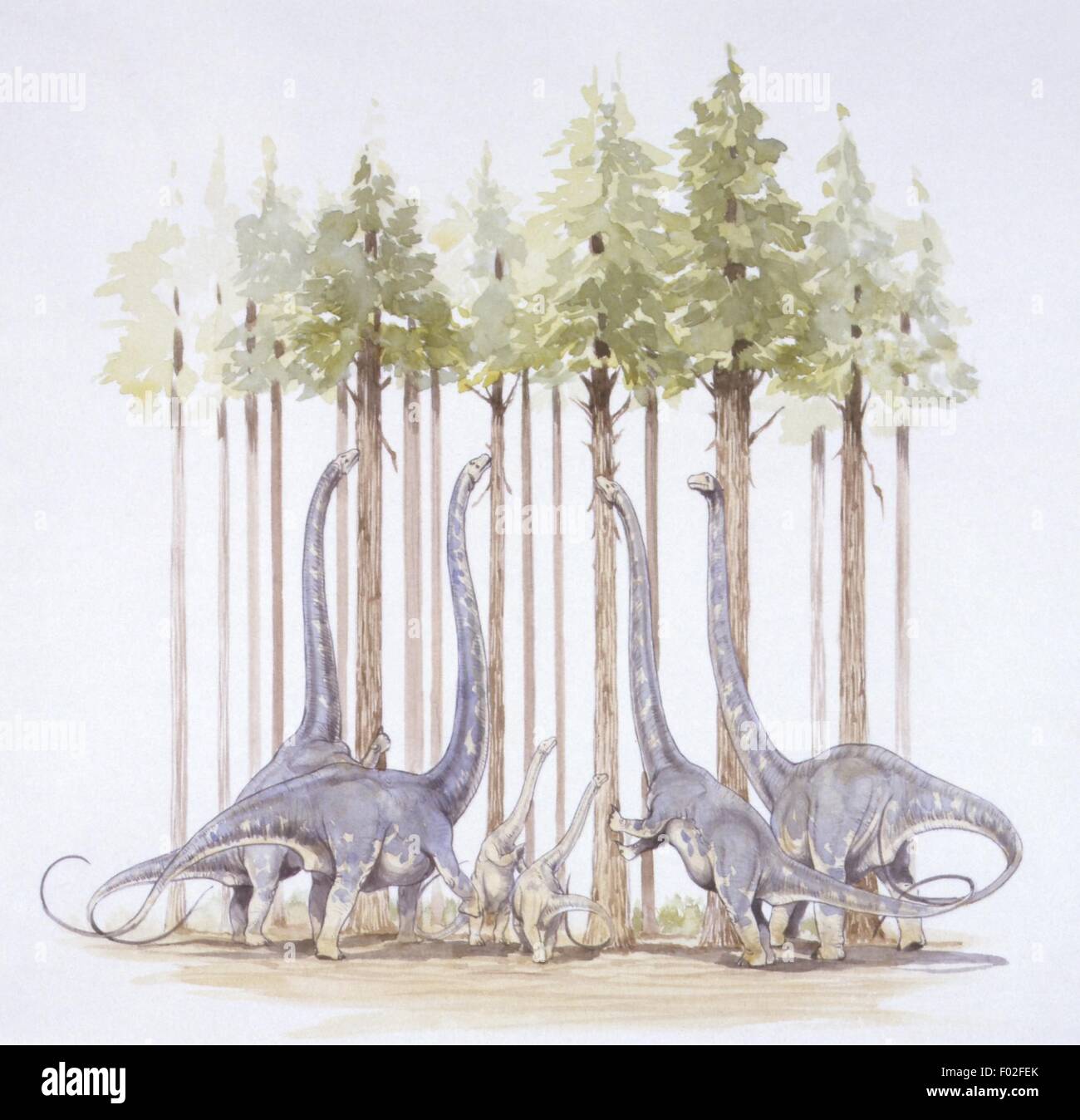 Palaeozoolgy - Mesozoic period - Dinosaurs eating from trees - Art work ...