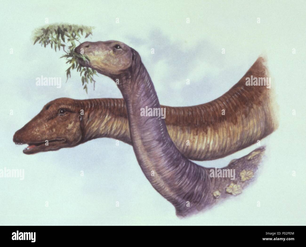 Palaeozoology - Cretaceous period - Dinosaurs - Saltasaurus e ...