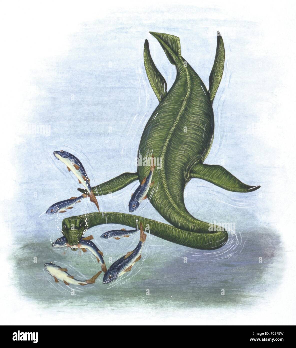Palaeozoology - Cretaceous period - Dinosaurs - Marine reptiles ...