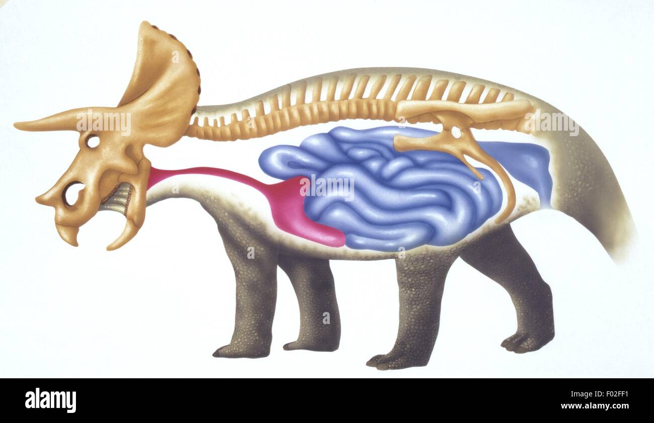 Palaeozoology - Cretaceous period - Dinosaurs - Triceratops - Skeleton ...