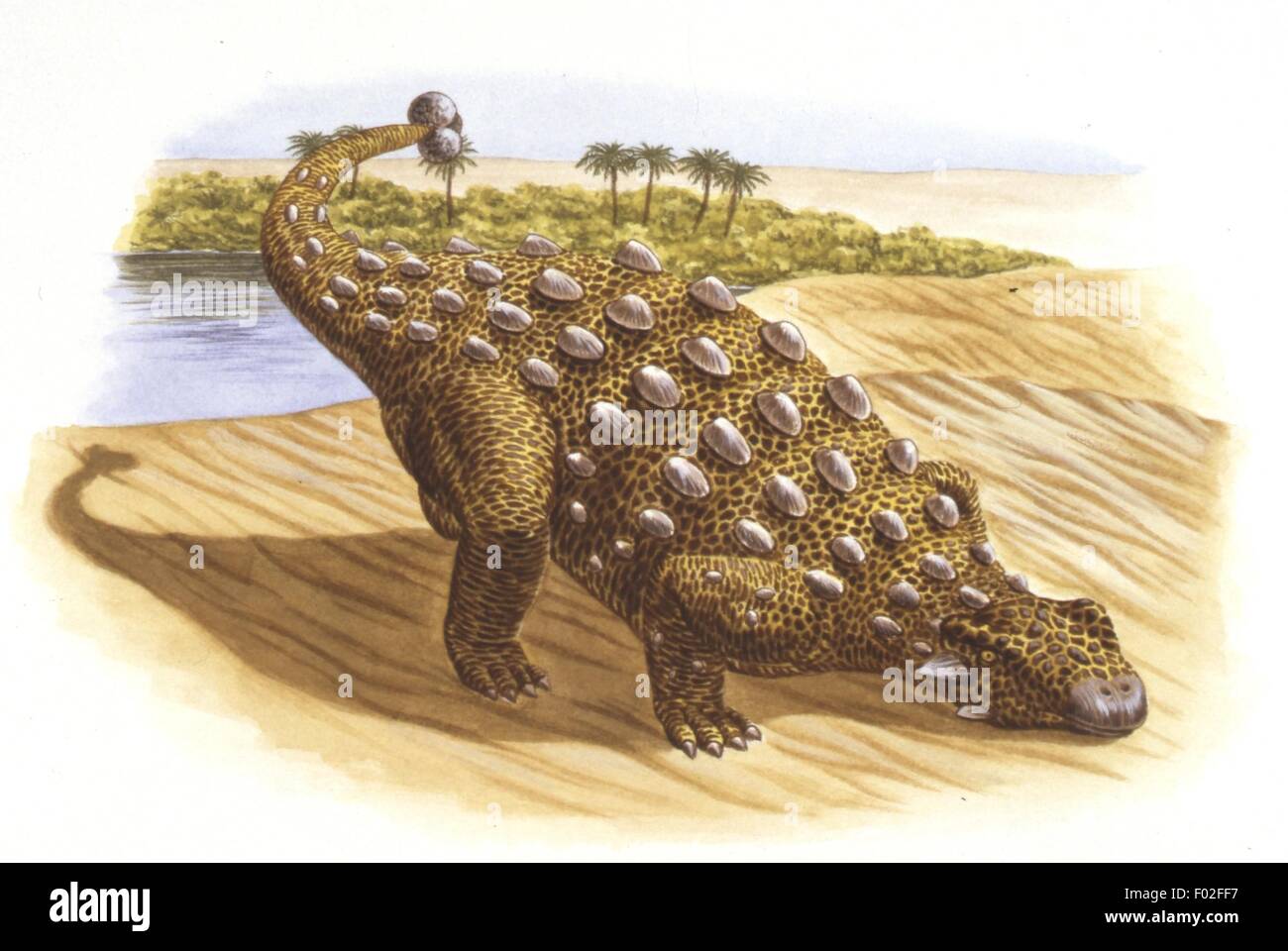 Palaeozoology - Cretaceous period - Dinosaurs - Talarurus - Art work by ...