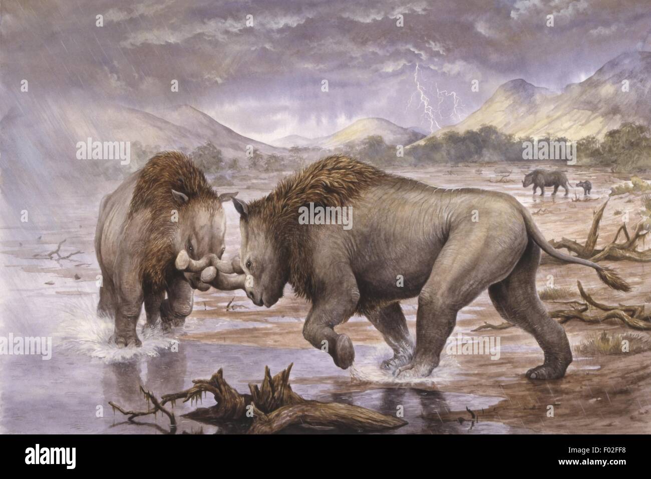 Palaeozoology - Oligocene period - Extinct mammals - Brontotheriids ...