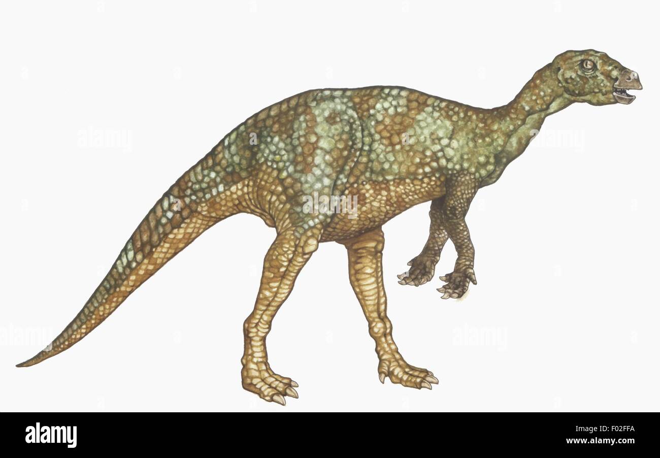 Ornithopod hi-res stock photography and images - Alamy