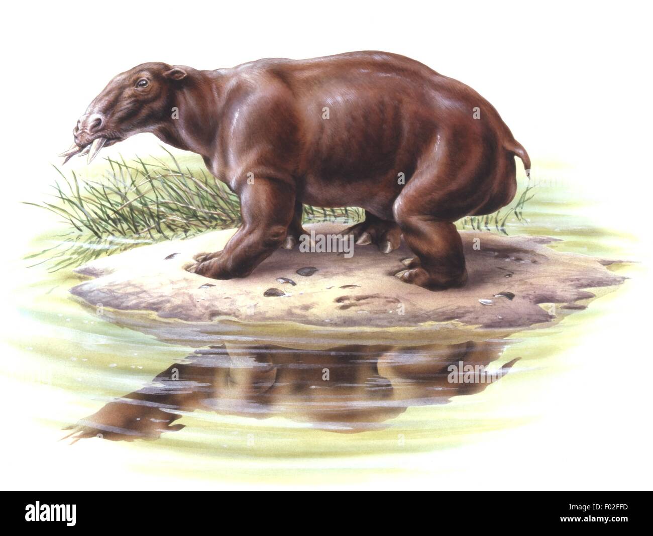 Palaeozoology - Miocene period - Extinct mammals - Desmostylus hesperus ...