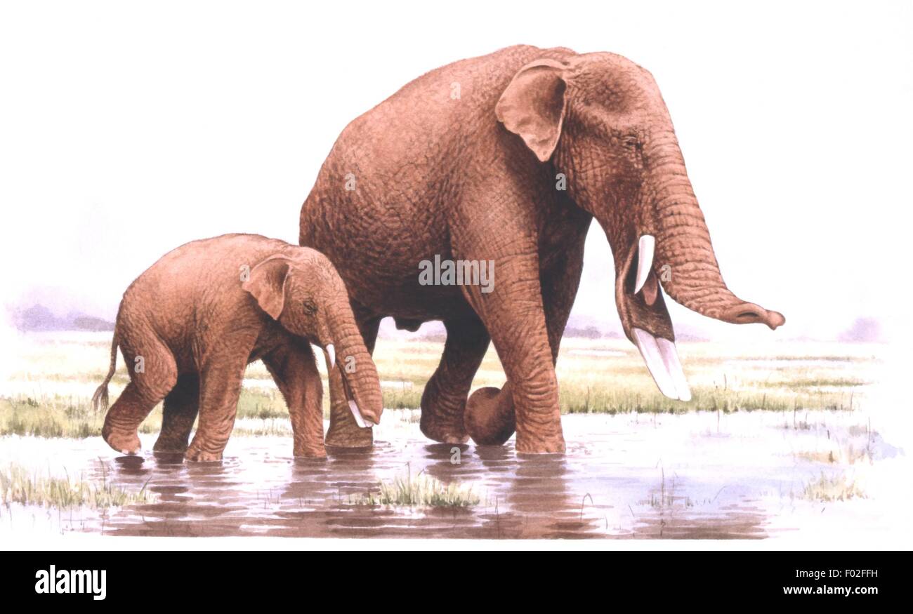 Palaeozoology - Miocene period - Extinct mammals - Proboscideans ...