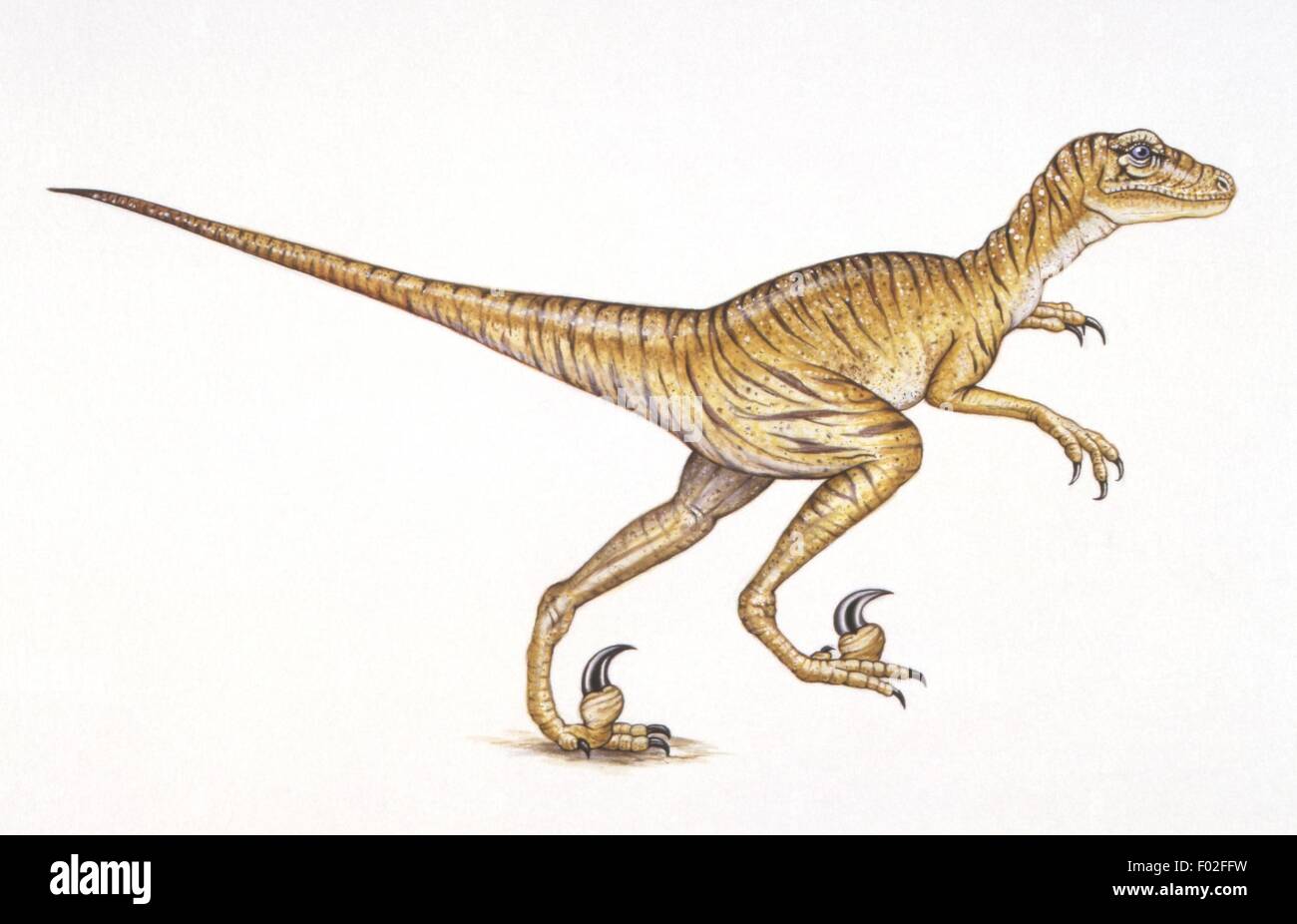 Palaeozoology - Cretaceous period - Dinosaurs - Deinonychus - Art work ...