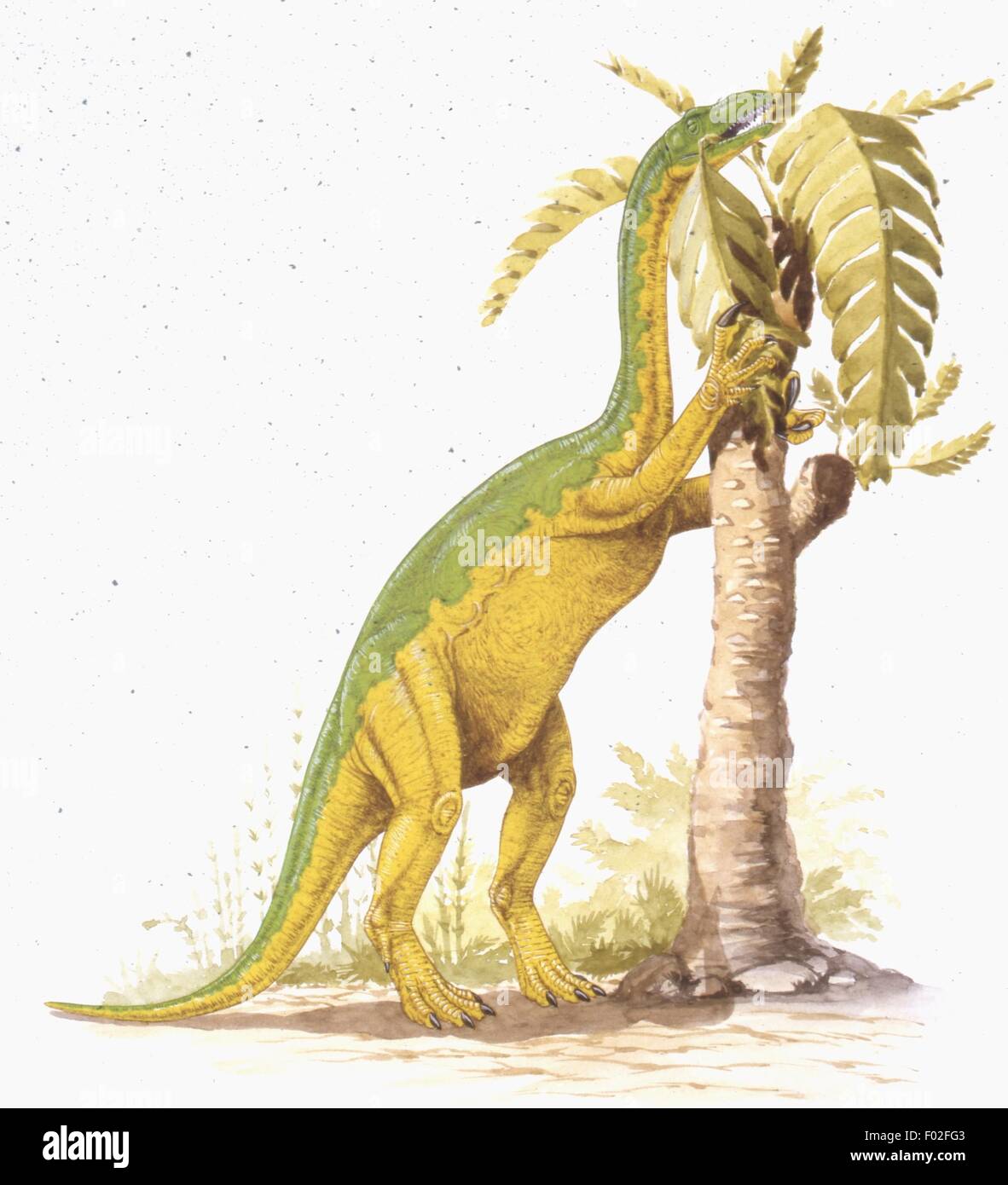 Palaeozoology - Jurassic period - Dinosaurs - Anchisaurus - Art work by ...