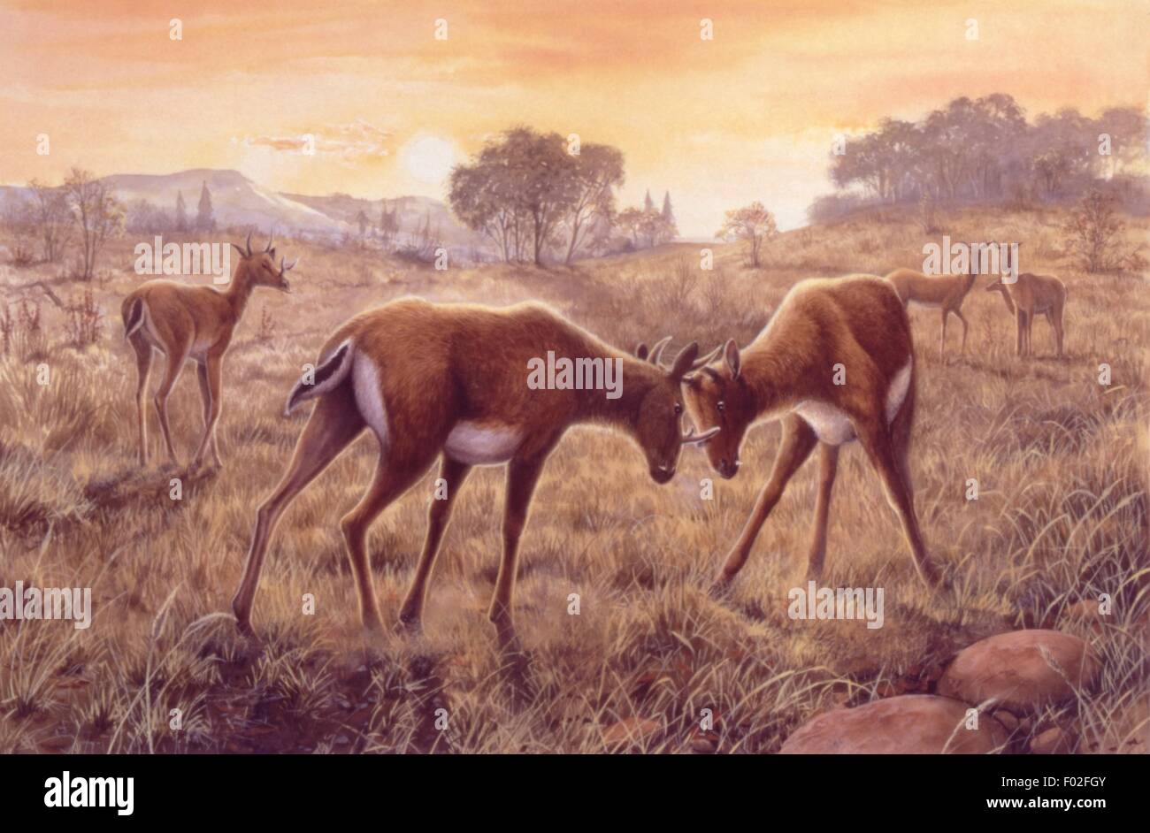 Palaeozoology - Miocene period - Extinct mammals - Protoceras ...