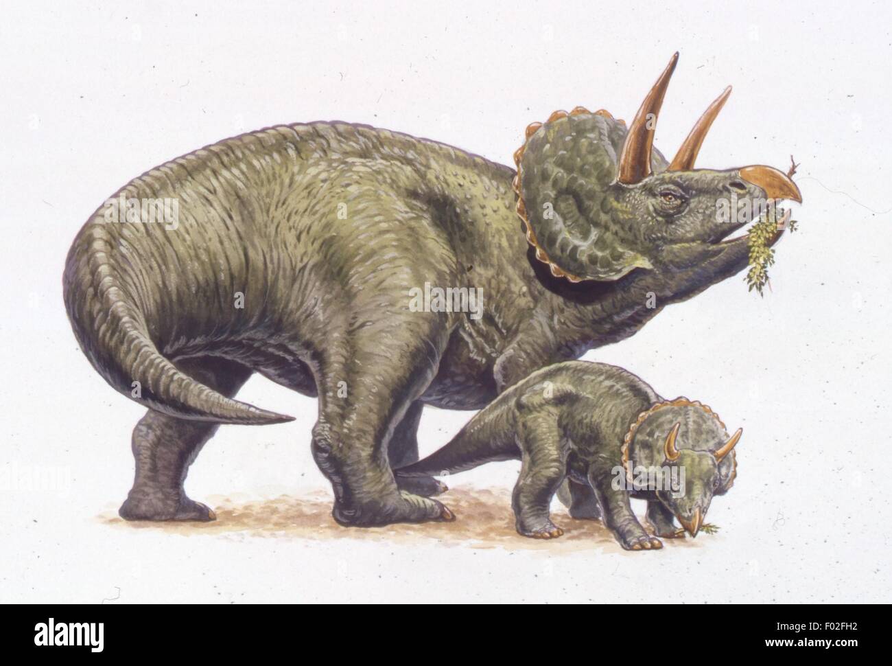 Diceratops dinosaur hi-res stock photography and images - Alamy