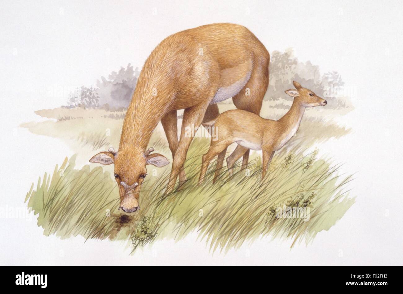 Palaeozoology - Miocene period - Extinct mammals - Protoceras ...