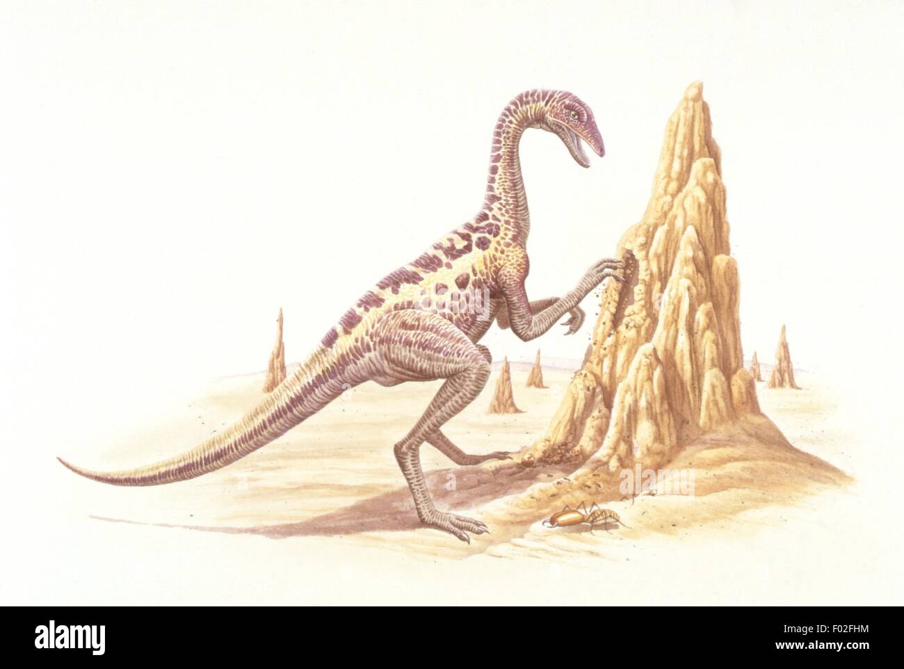 Palaeozoology - Cretaceous period - Dinosaurs - Anserimimus - Art work ...