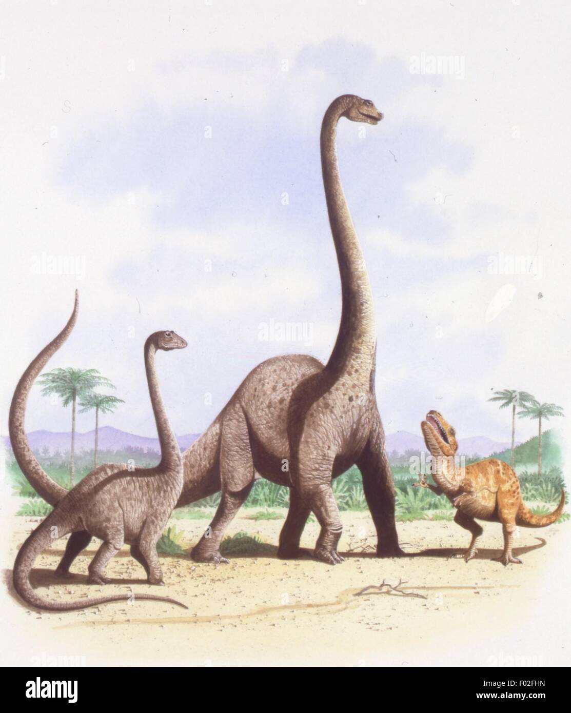 Barosaurus hi-res stock photography and images - Alamy