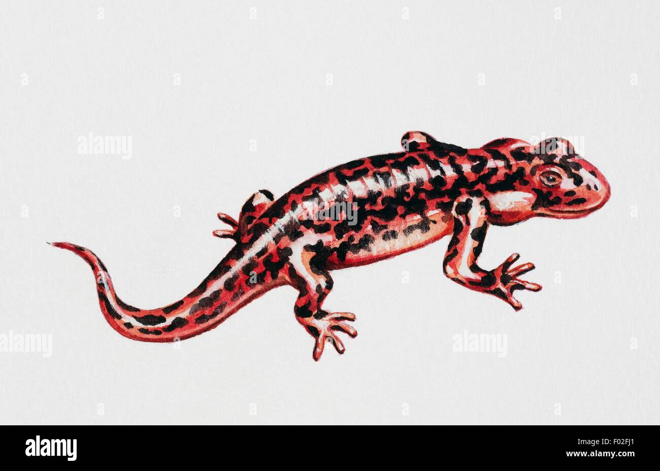 Ardeosaurus sp, Ardeosauridae, Late Jurassic. Illustration Stock Photo ...