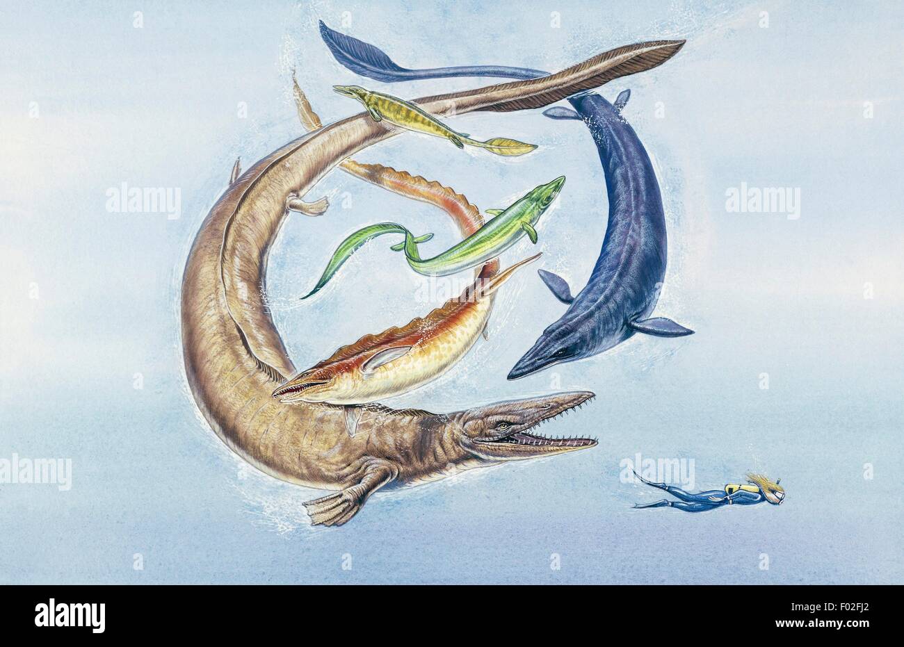 Hainosaurus hi-res stock photography and images - Alamy