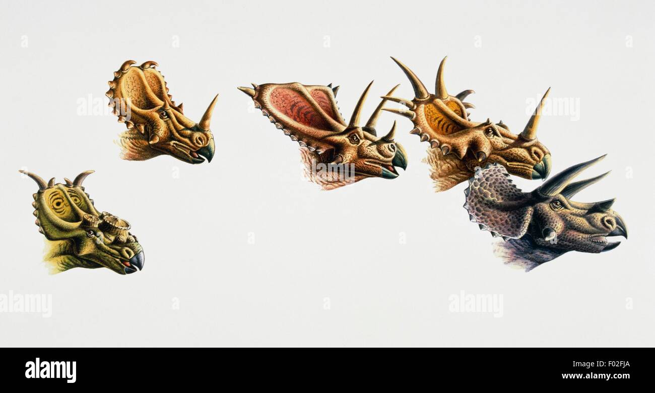 Group of Ceratopsian heads (Ceratopsia), Cretaceous. Artwork by Andrew ...