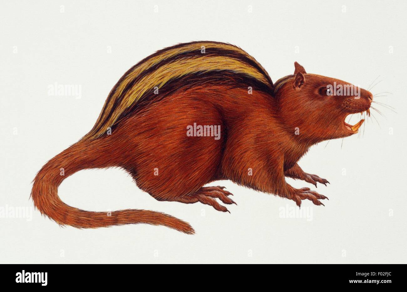 Ptilodus hi-res stock photography and images - Alamy