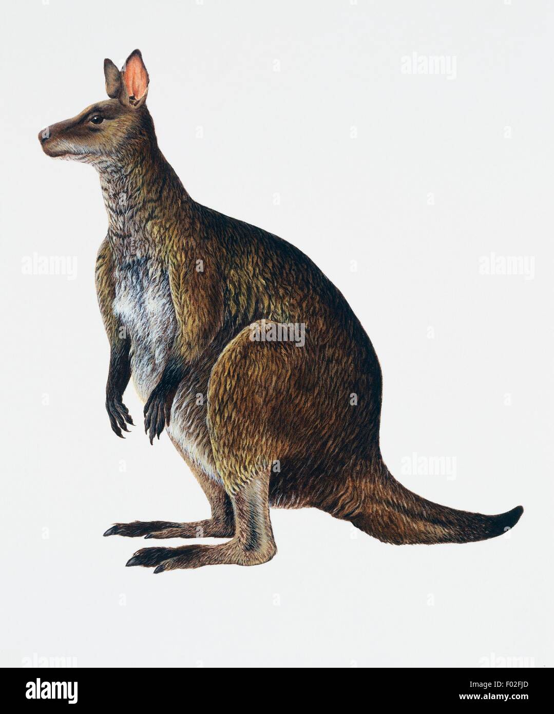 Sthenurus hi-res stock photography and images - Alamy