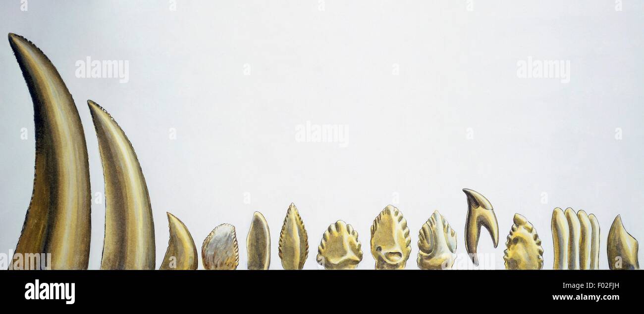 Megalosaurus sp hi-res stock photography and images - Alamy