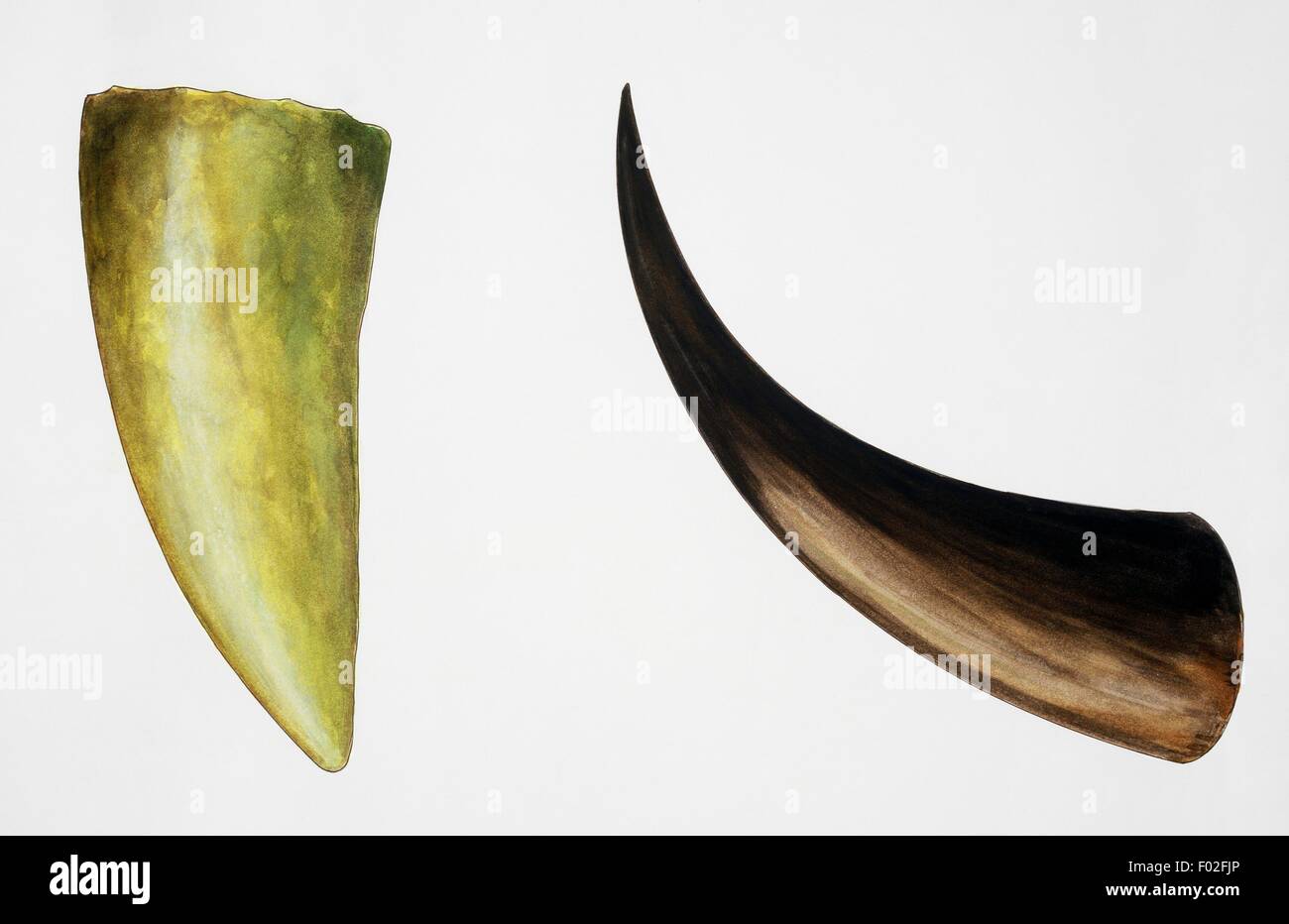 Claws of dinosaurs. Artwork by Mike Dorey Stock Photo - Alamy