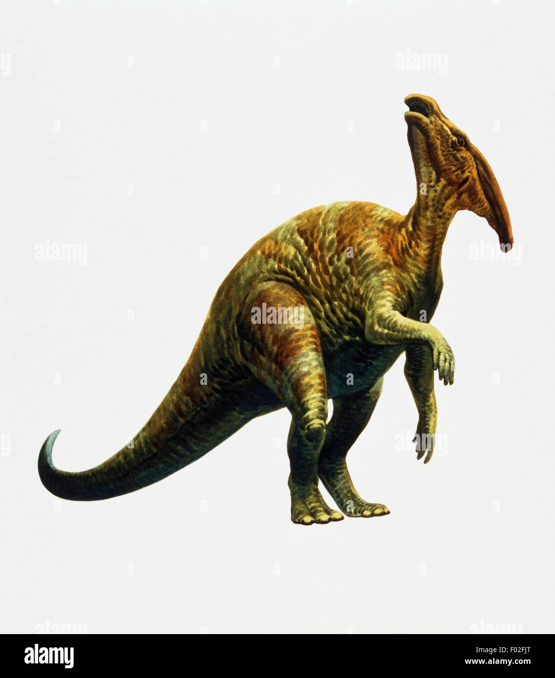 Parasaurolophus hi-res stock photography and images - Alamy