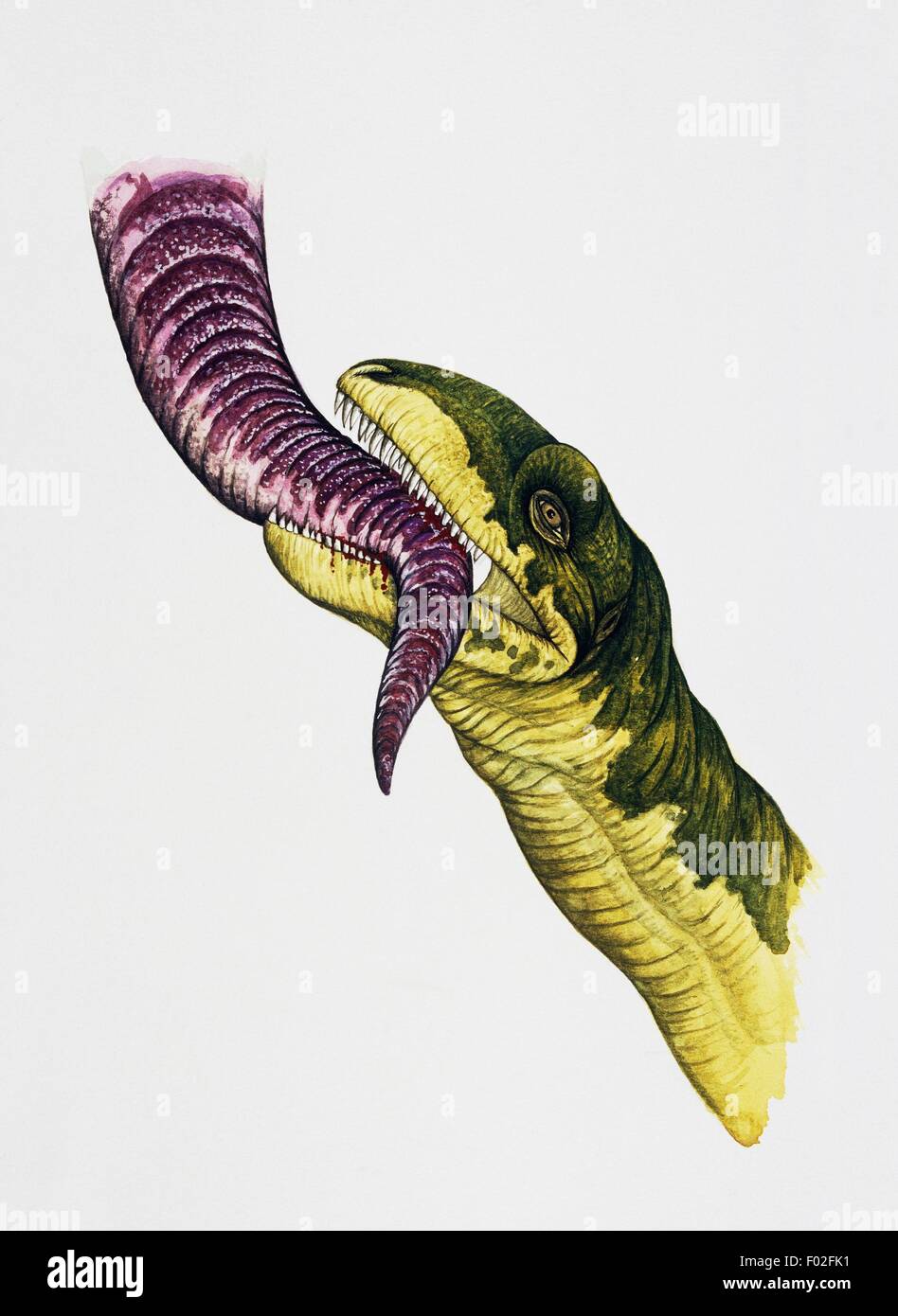 Allosauro (Allosaurus fragilis), Allosauridae, Late Jurassic. Artwork ...