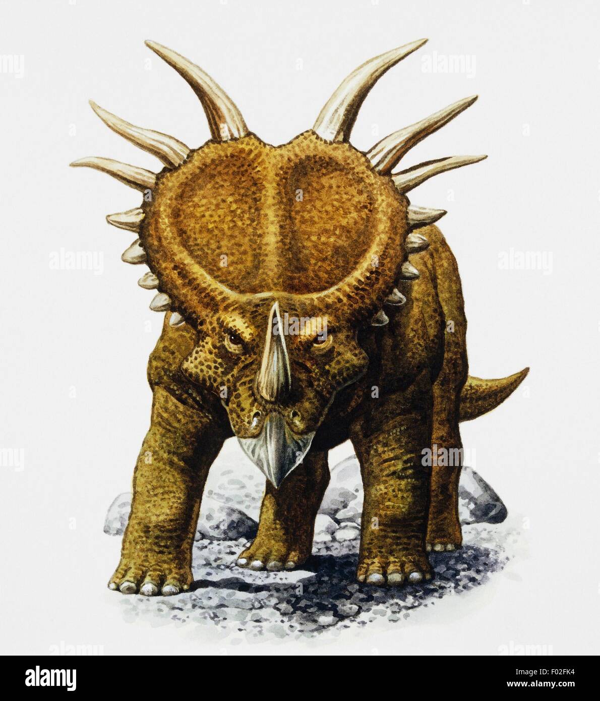Styracosaurus albertensis, Ceratopsidae, Late Cretaceous. Artwork by ...
