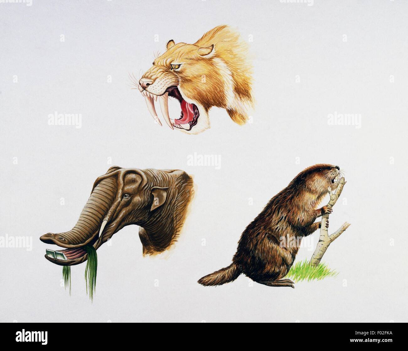 Smilodon hi-res stock photography and images - Alamy