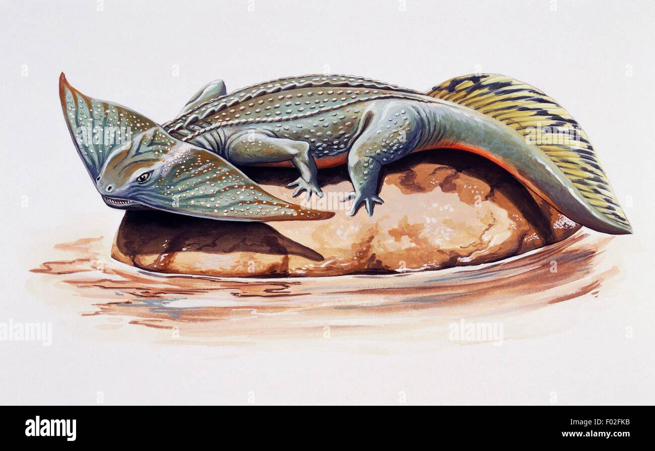 The Diplocaulus is an extinct amphibian that lived during the Permian ...