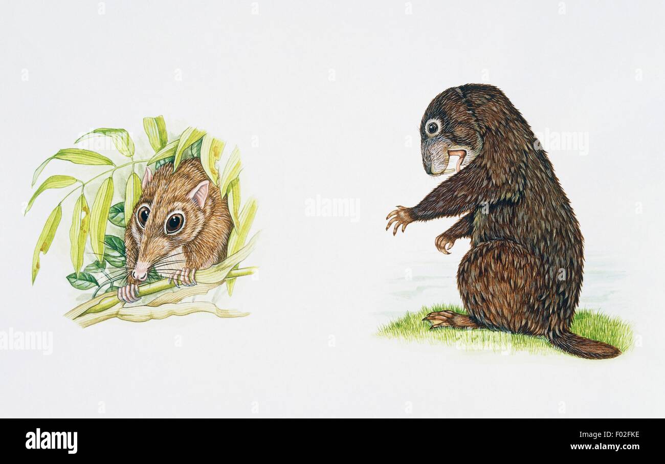 Palaeozoology artwork hi-res stock photography and images - Alamy