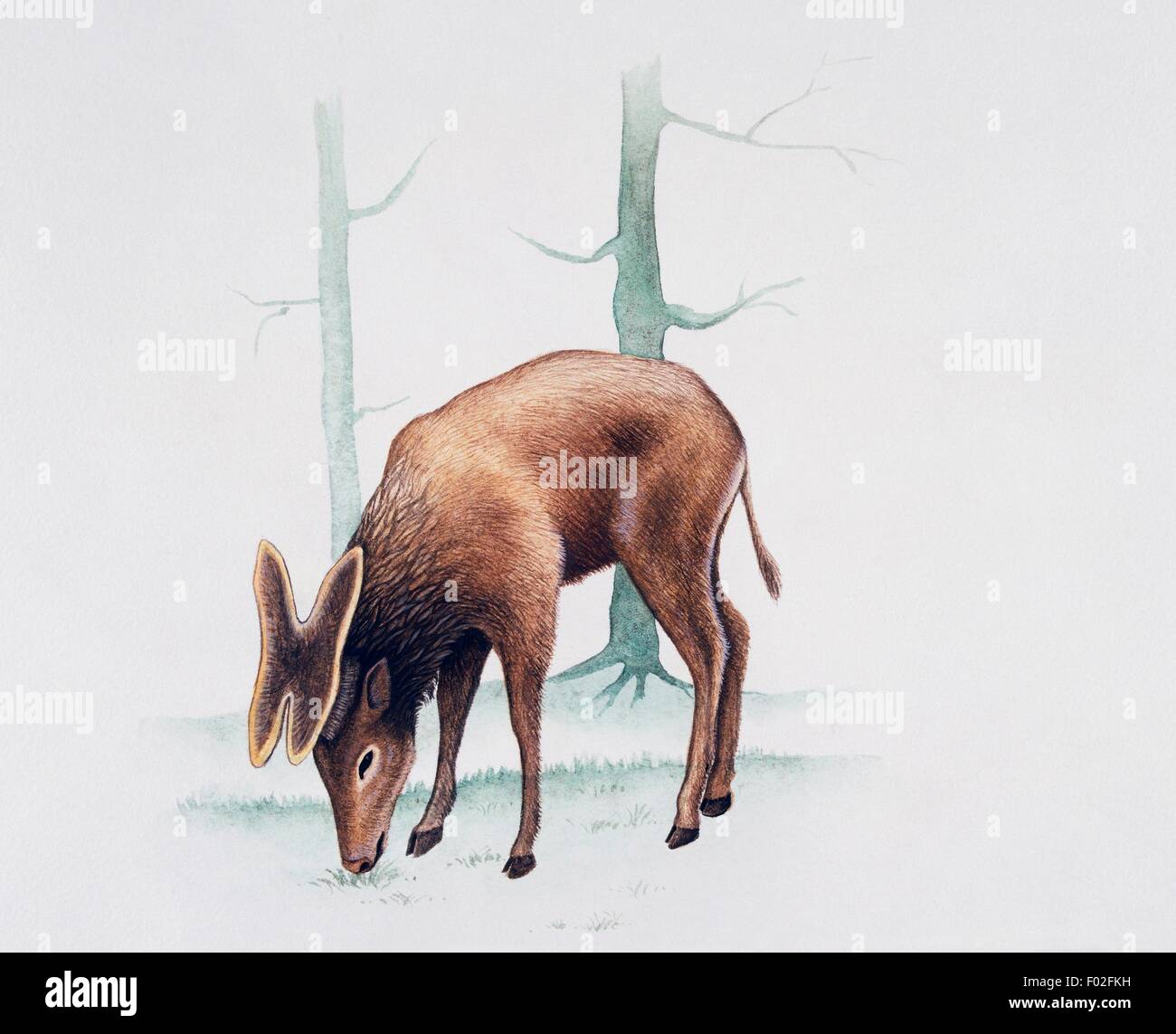 Climacoceratidae hi-res stock photography and images - Alamy