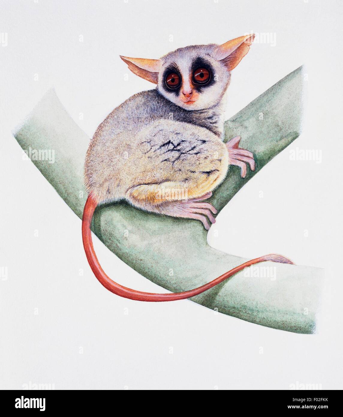 Necrolemur sp, Omomyidae, Middle Eocene-Late Eocene. Artwork by Jim ...