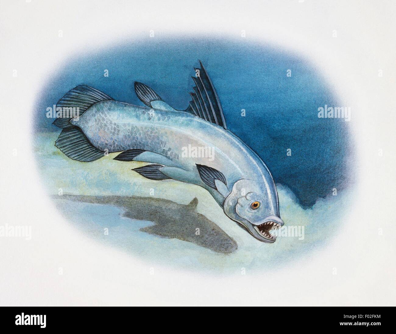 Macropoma sp, Latimeridae, Late Cretaceous. Artwork by Jim Higgins ...