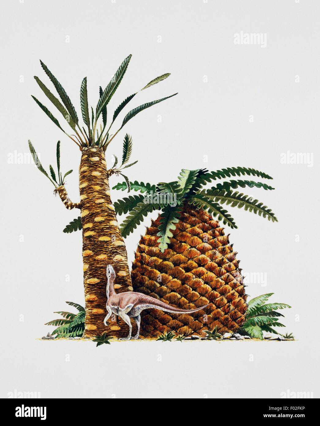 Williamsonia hi-res stock photography and images - Alamy