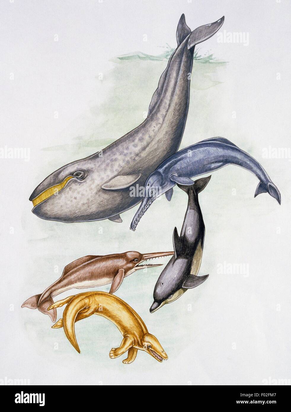 From top to bottom, Cetotherium sp (Cetotheriinae), Prosqualodon sp ...