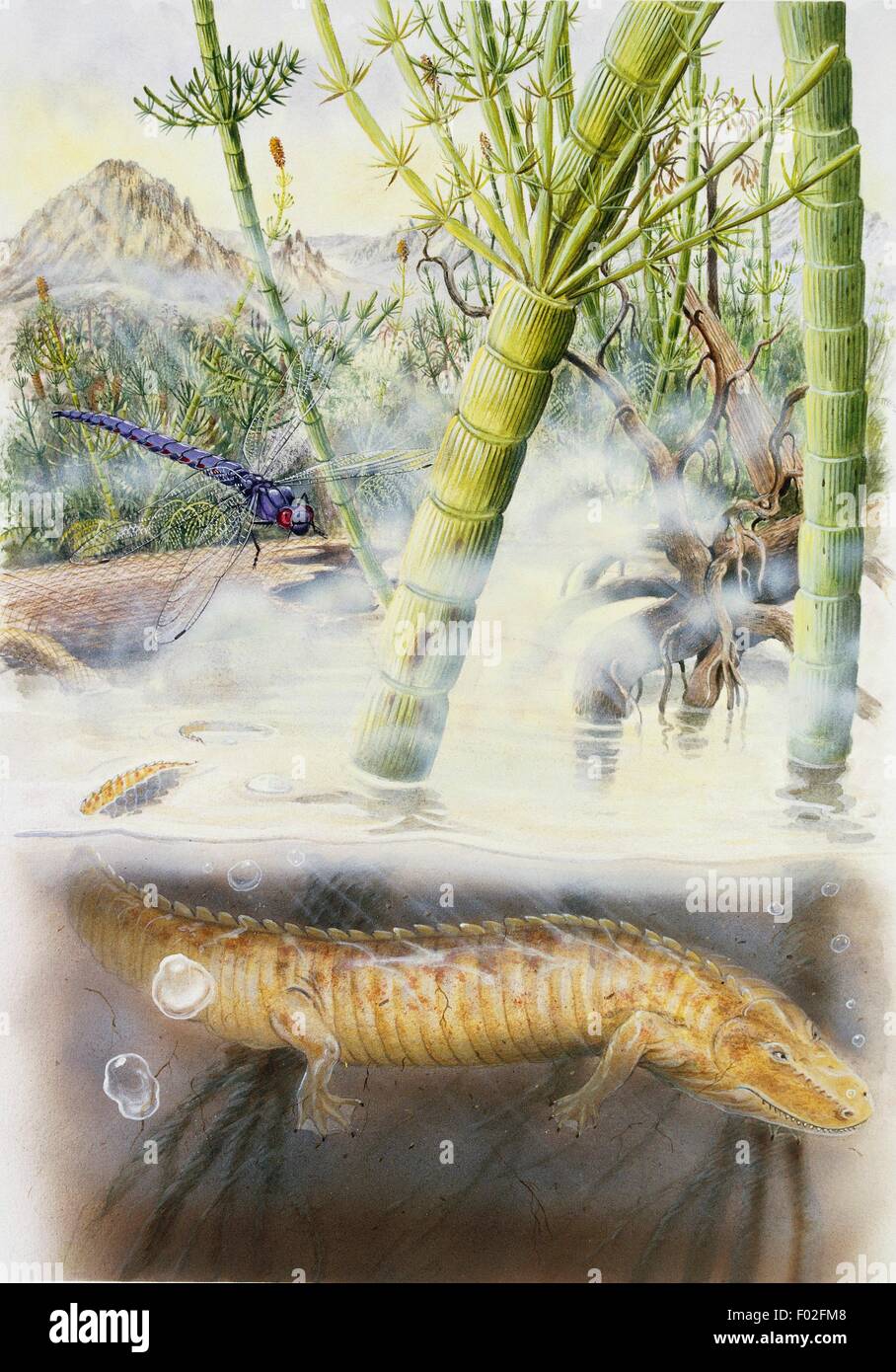 Carboniferous dragonfly hi-res stock photography and images - Alamy