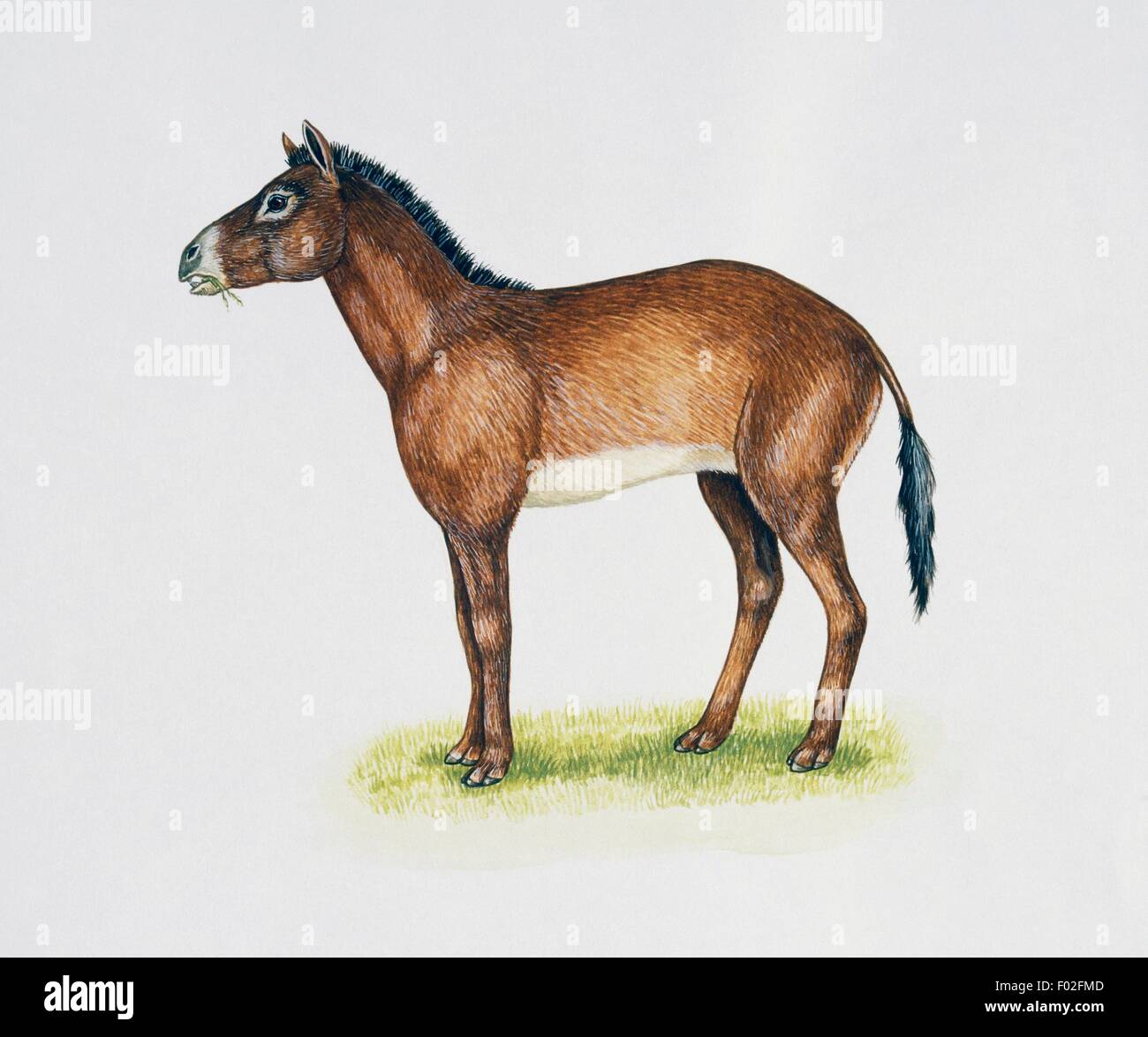 Miocene horse hi-res stock photography and images - Alamy
