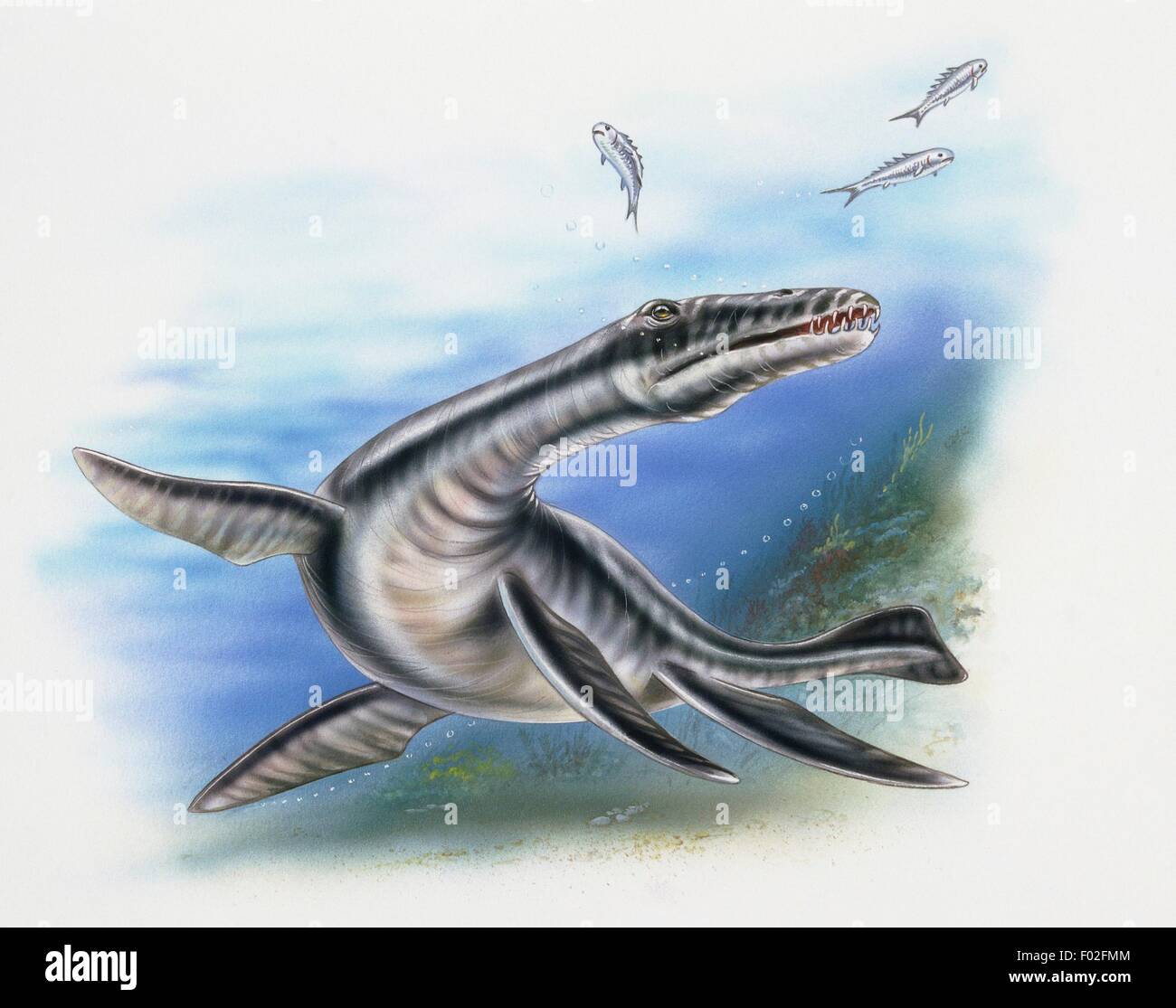 Liopleurodon sp, Pliosauridae, Jurassic. Artwork by J Higgins Stock ...
