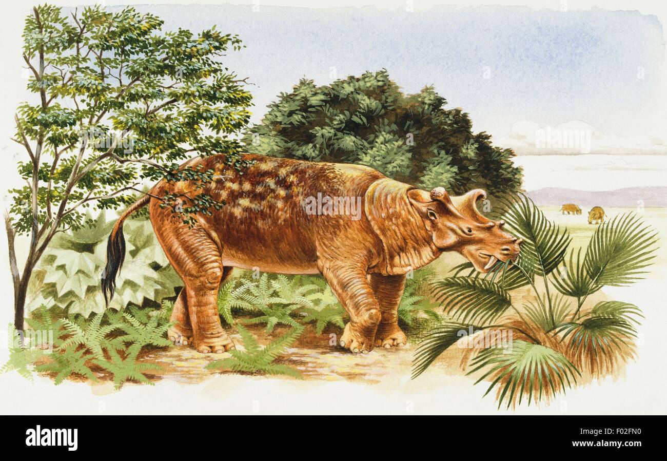 Uintatherium ancepa, Uintatheriidae, Eocene. Artwork by Nick Pike Stock ...