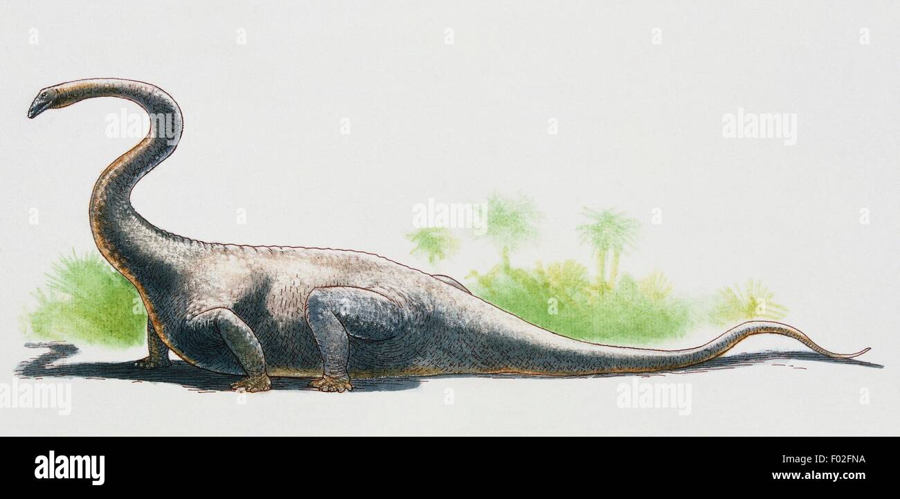 Brontosaurus (Apatosaurus ajax), Diplodocidae, Late Jurassic. Artwork by James Robins Stock ...