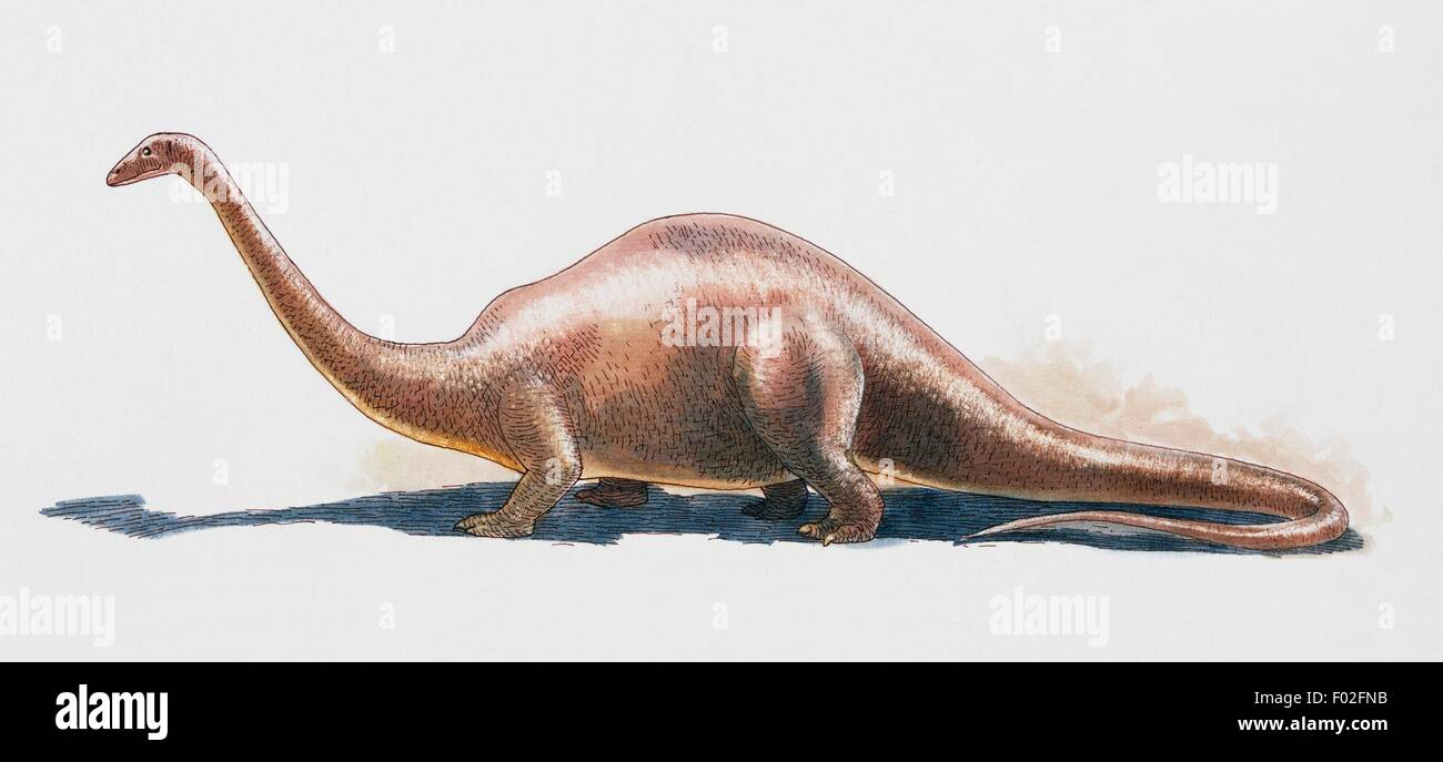 Diploducus hi-res stock photography and images - Alamy