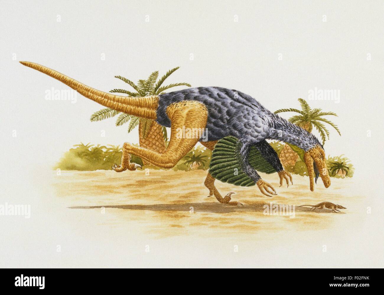Velociraptor sp, Dromaeosauridae, Cretaceous. According to some experts ...